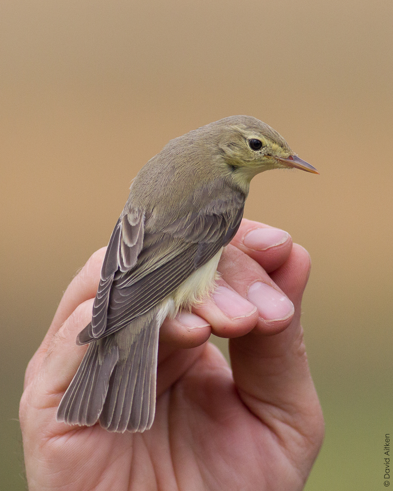 Details : Icterine Warbler - BirdGuides