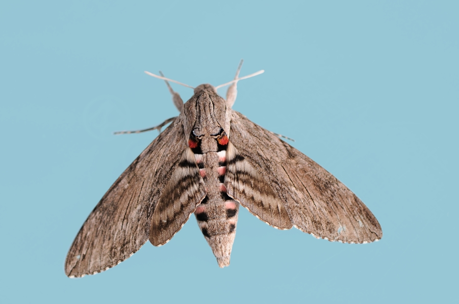 Cigarettes and alcohol ... and moths! - BirdGuides