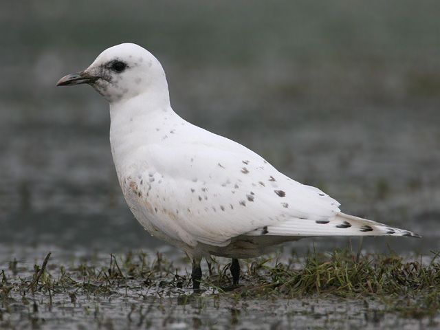 Details : Ivory Gull - BirdGuides