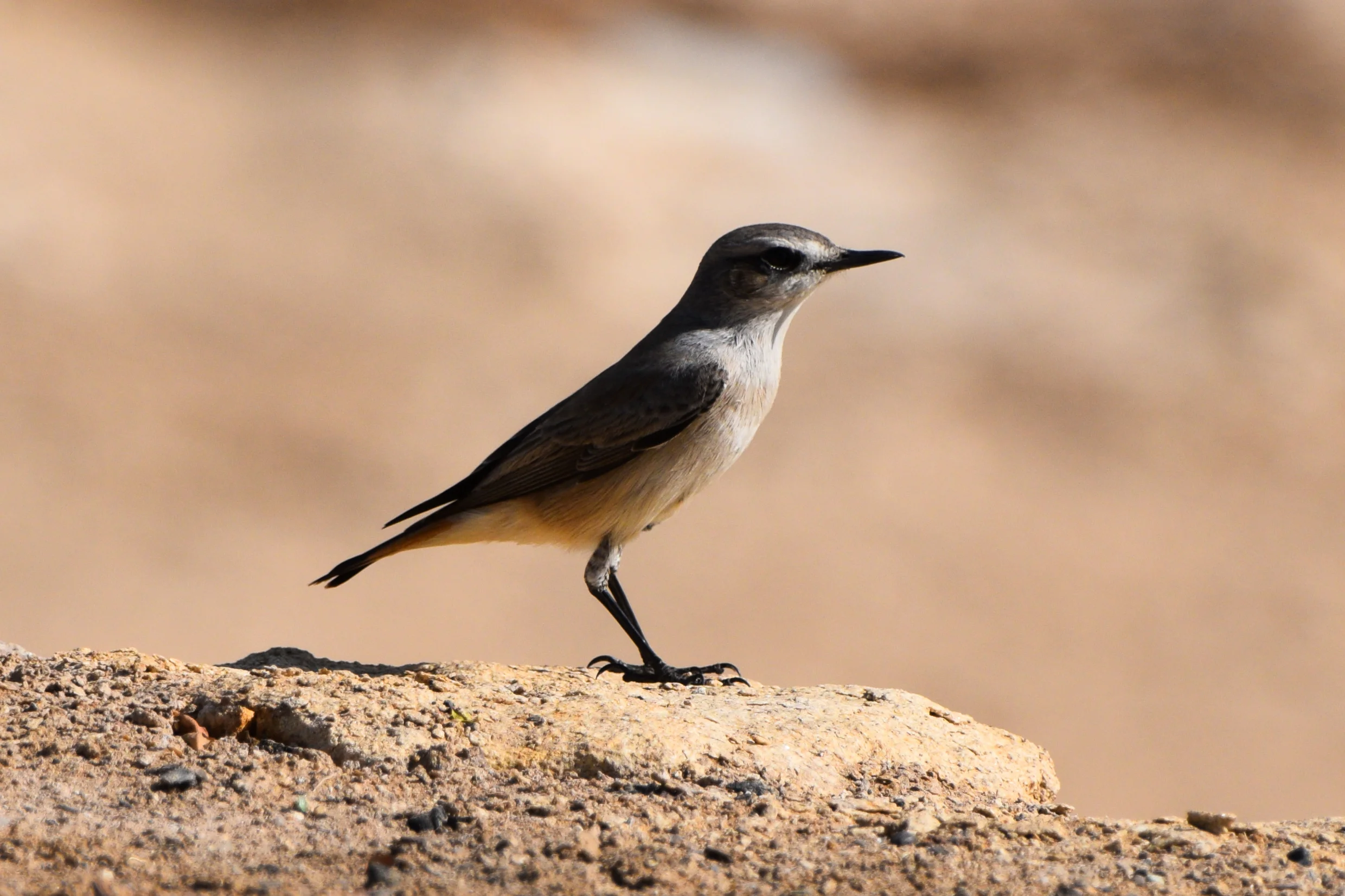 Details : Red-tailed Wheatear - BirdGuides
