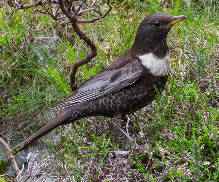 Ring Ouzel by Dave Grant - BirdGuides