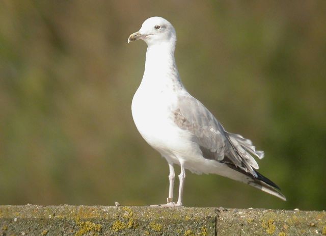 Details : Caspian Gull - BirdGuides