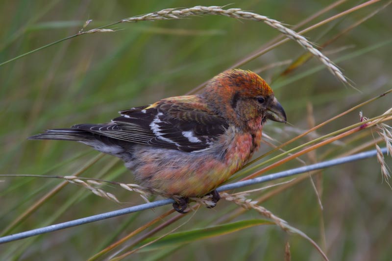 Details : Two-barred Crossbill - BirdGuides
