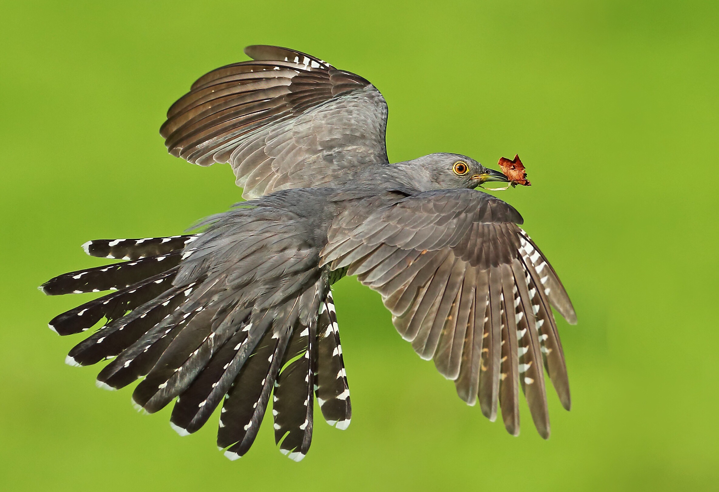 Details : Common Cuckoo - BirdGuides