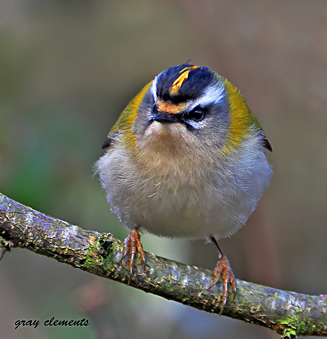Details : Firecrest - BirdGuides