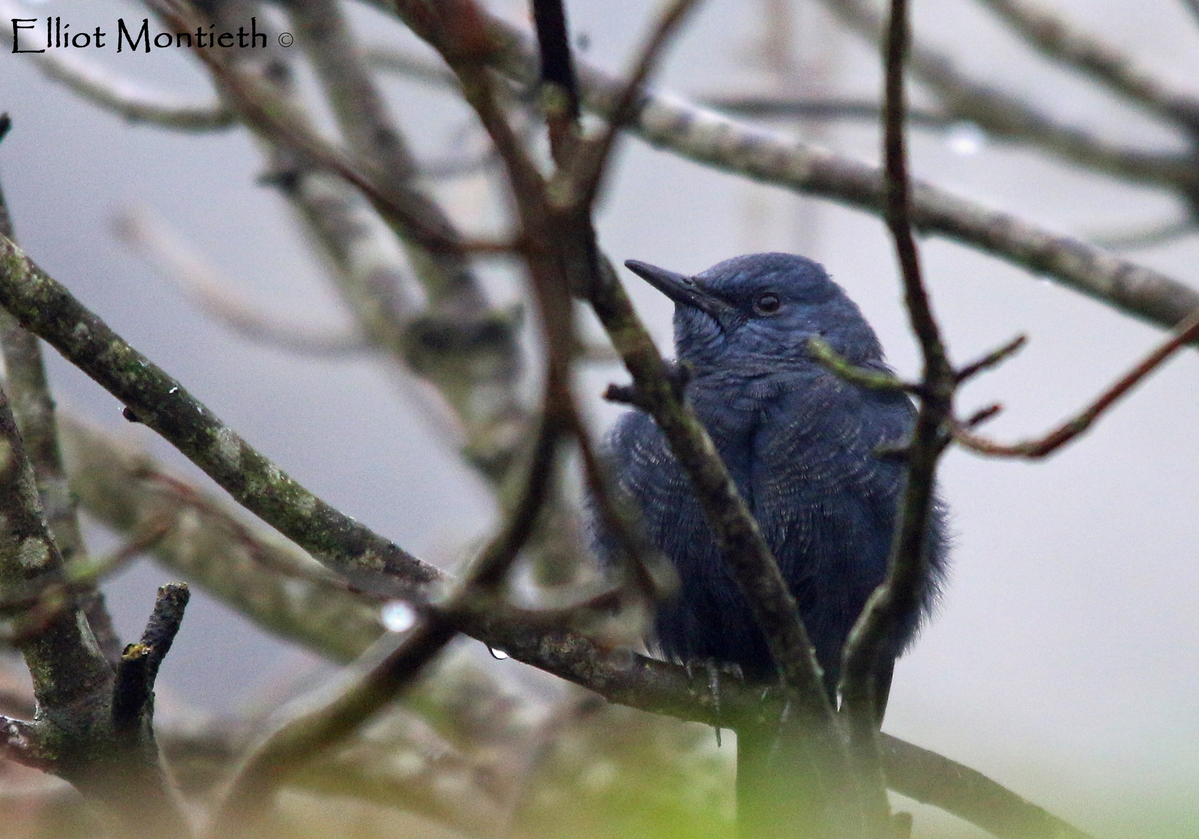 Rarity finders: Blue Rock Thrush in Gloucestershire - BirdGuides