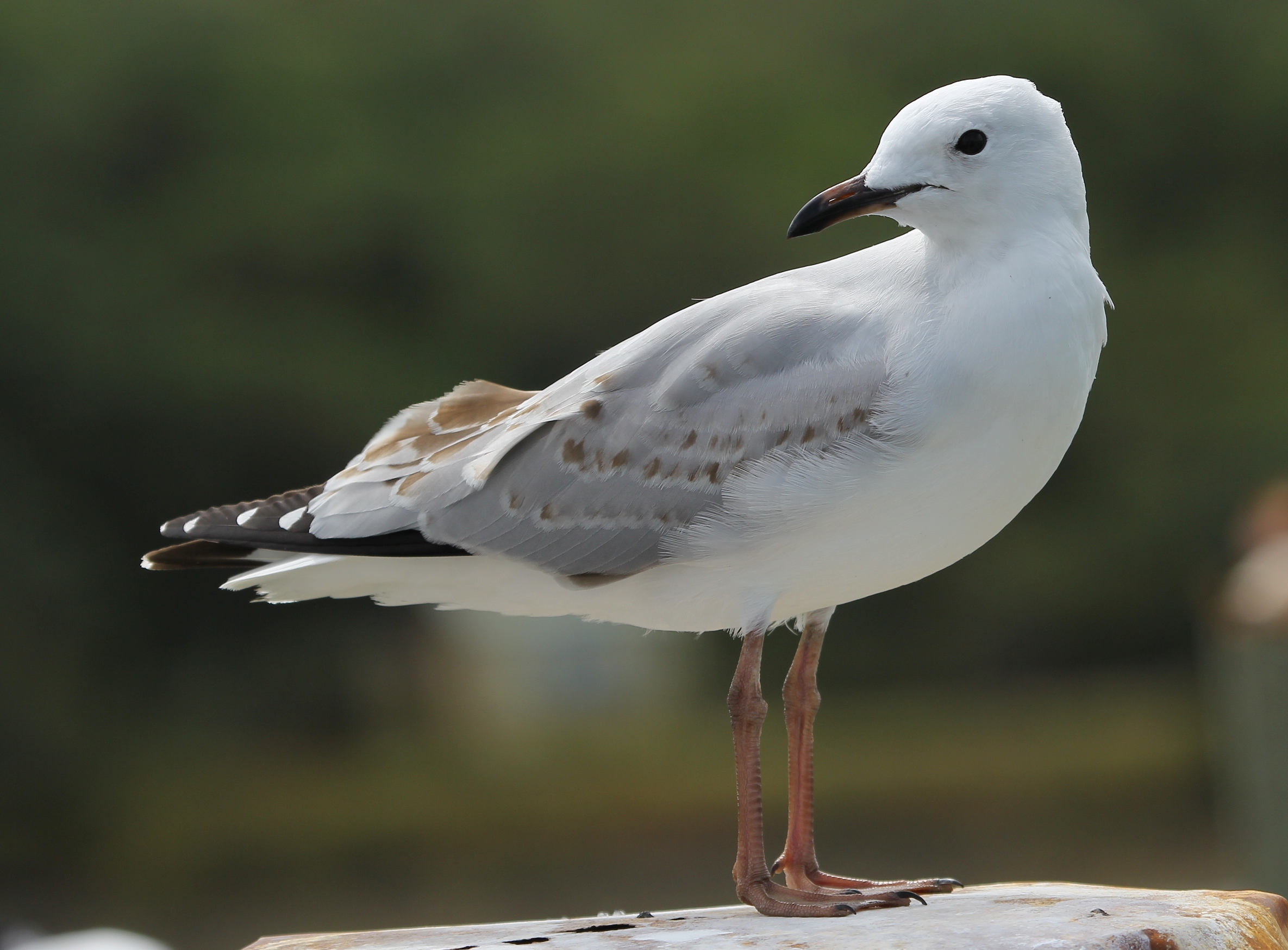 Details : Red-billed Gull - BirdGuides