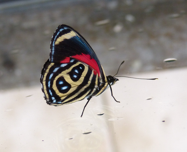 Details : Pygas Eighty-eight - BirdGuides