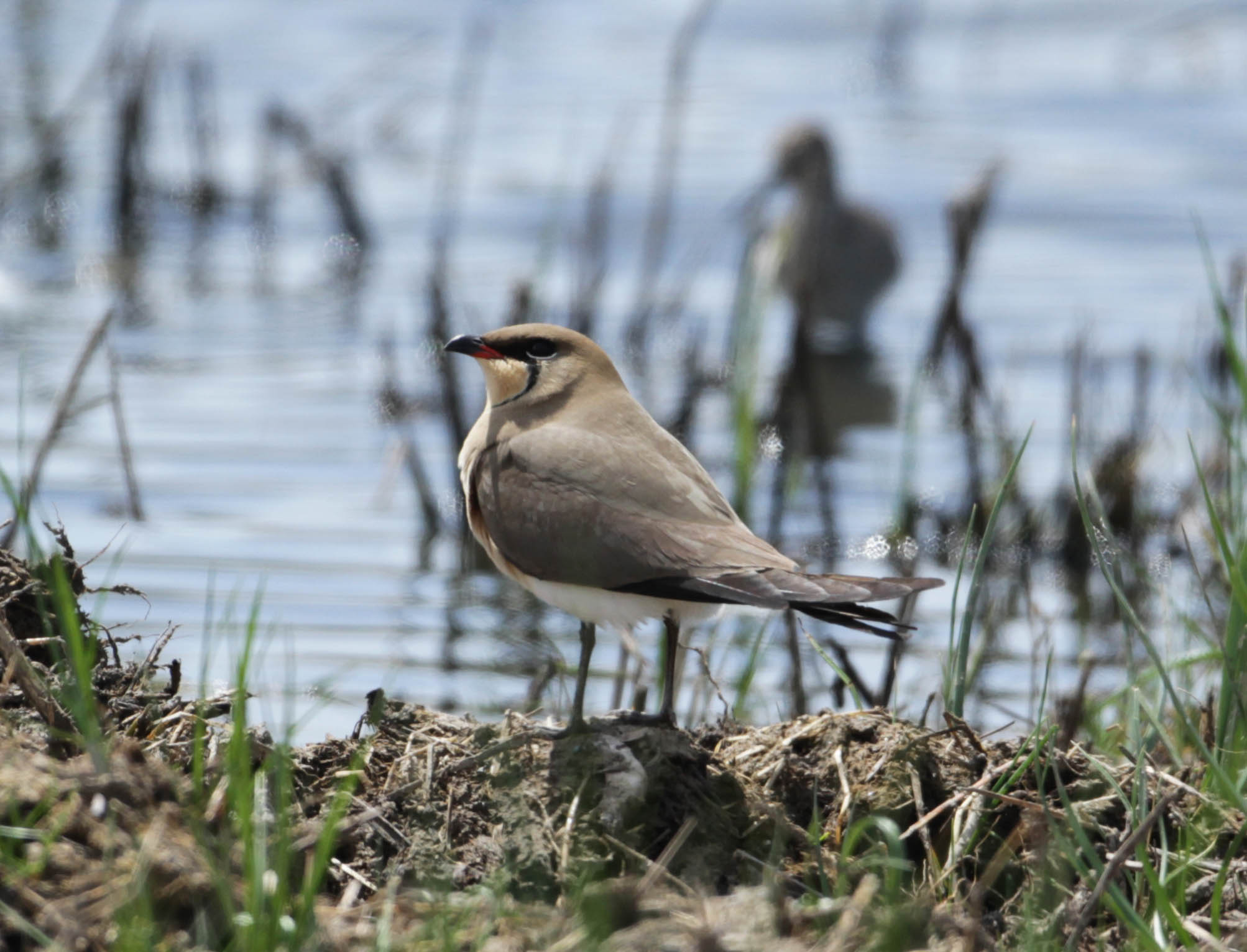 Details : Collared Pratincole - BirdGuides