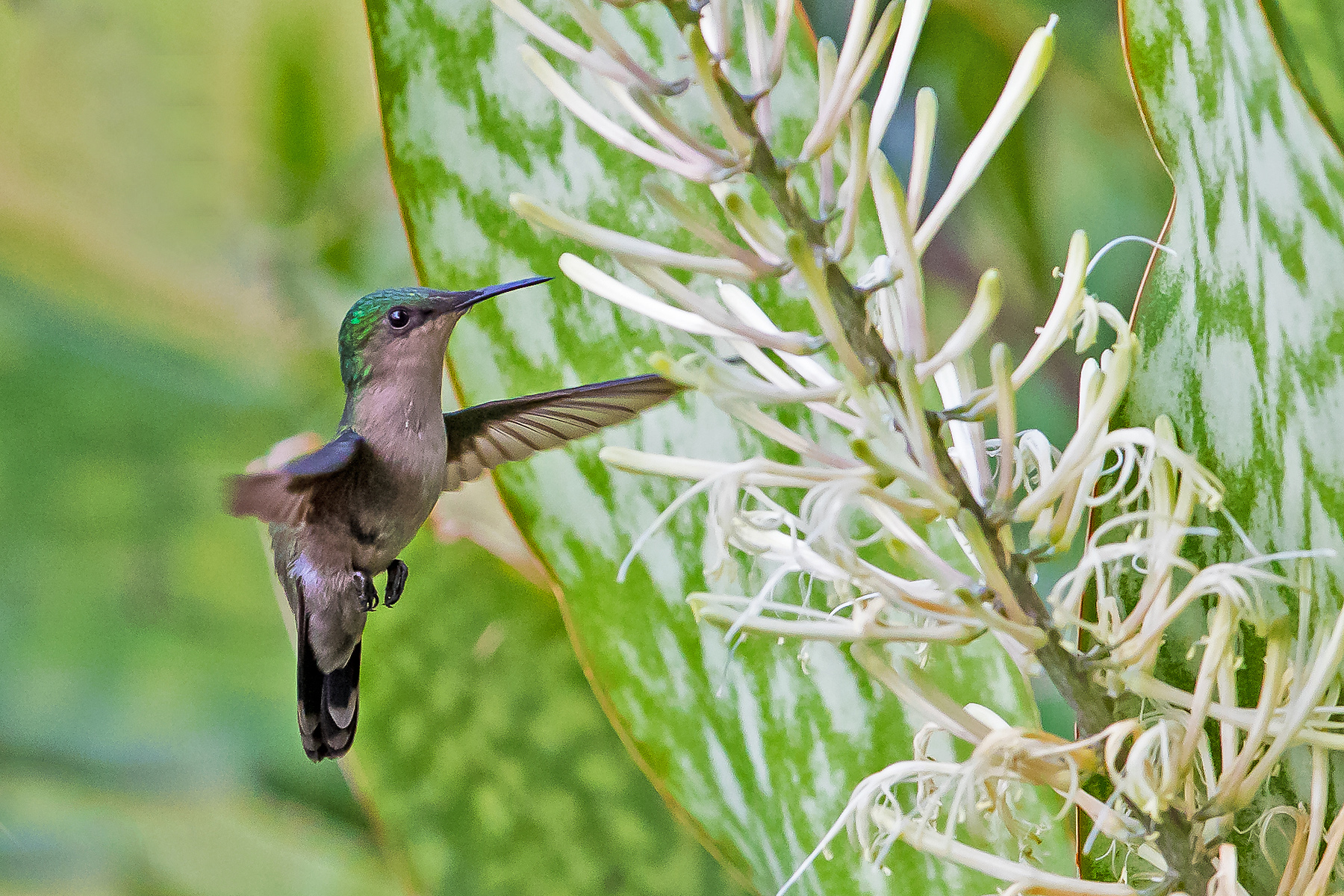 Details : Antillean Crested Hummingbird - BirdGuides