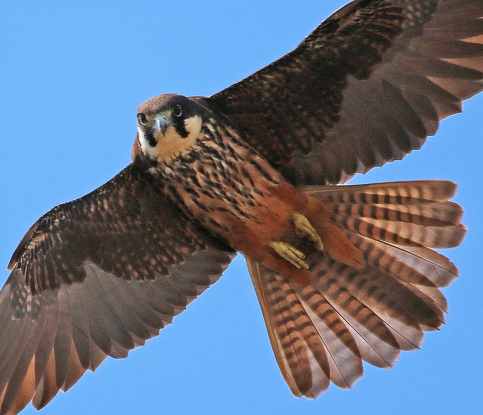 Details : Eleonora's Falcon - BirdGuides