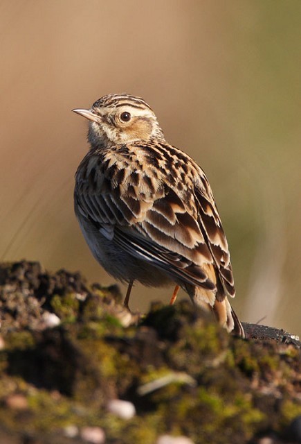 Details : Woodlark - BirdGuides