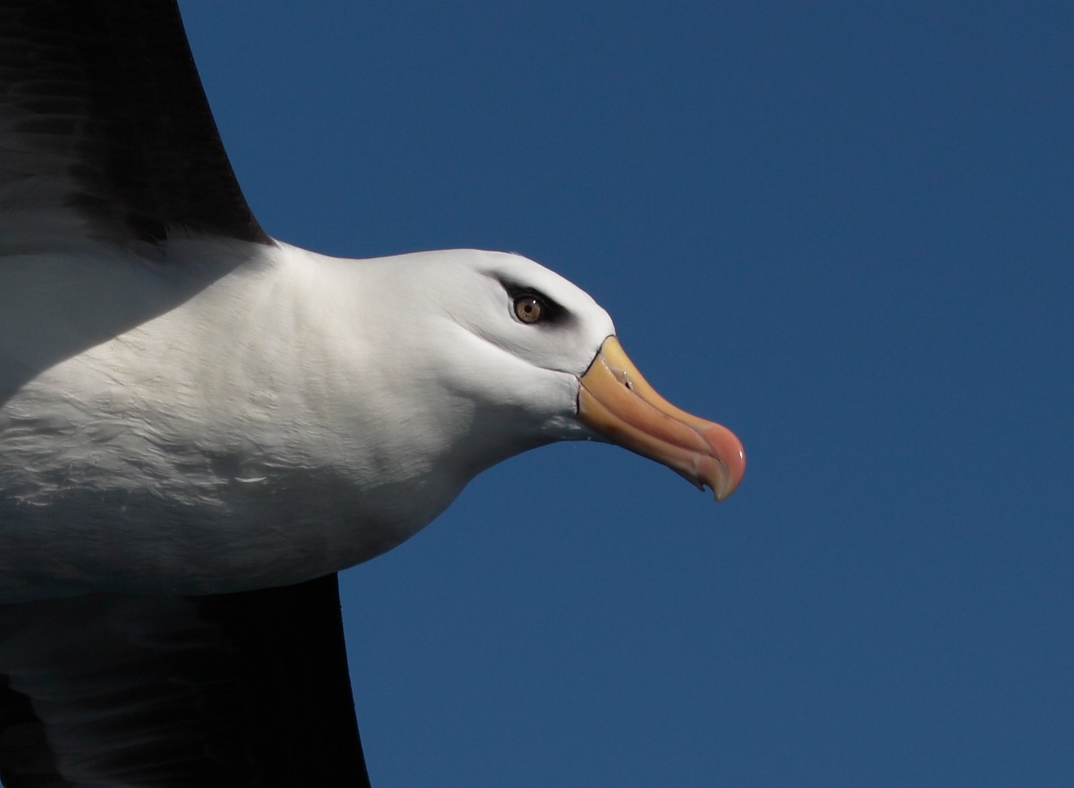 Details : Campbell Albatross - BirdGuides