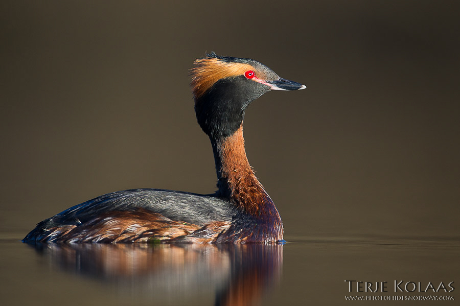 Details : Slavonian Grebe - BirdGuides