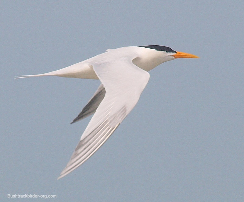 Royal Tern split into two species - BirdGuides