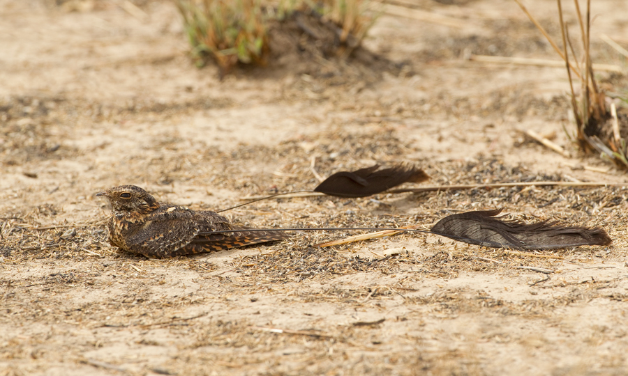 Details : Standard-winged Nightjar - BirdGuides