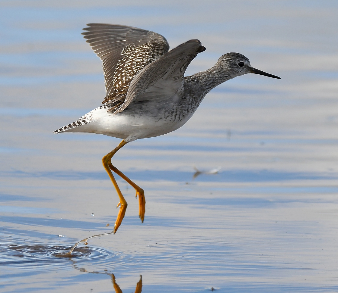 Details : Lesser Yellowlegs - BirdGuides