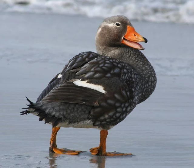 Details : Falkland Steamer Duck - BirdGuides