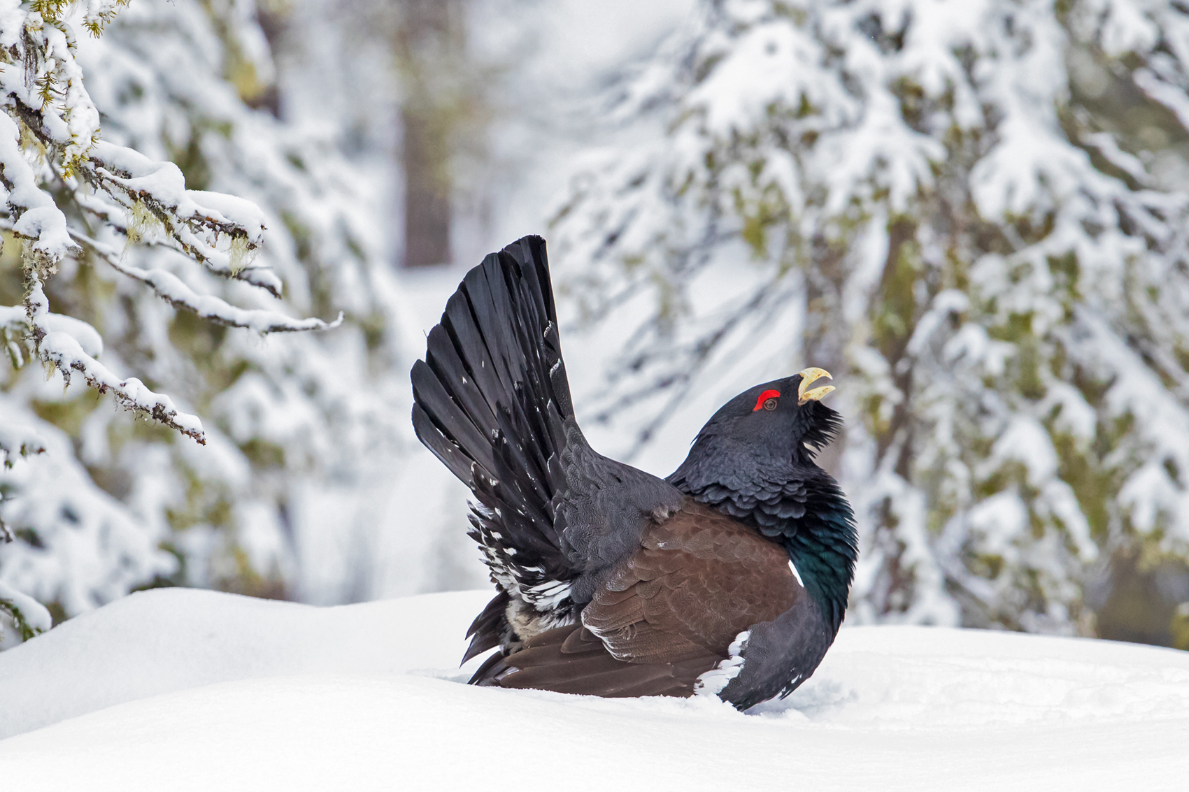 Details : Western Capercaillie - BirdGuides