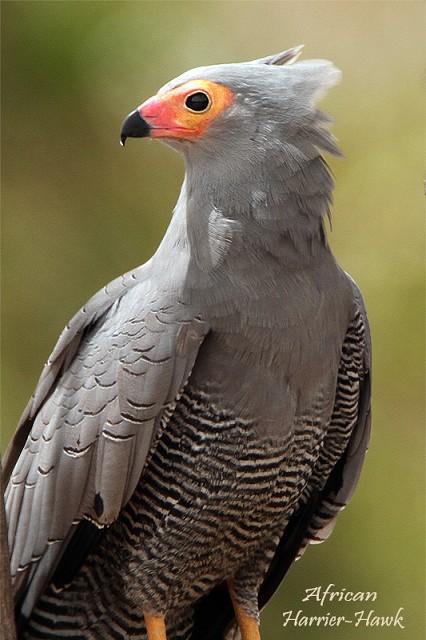 Details : African Harrier-Hawk - BirdGuides