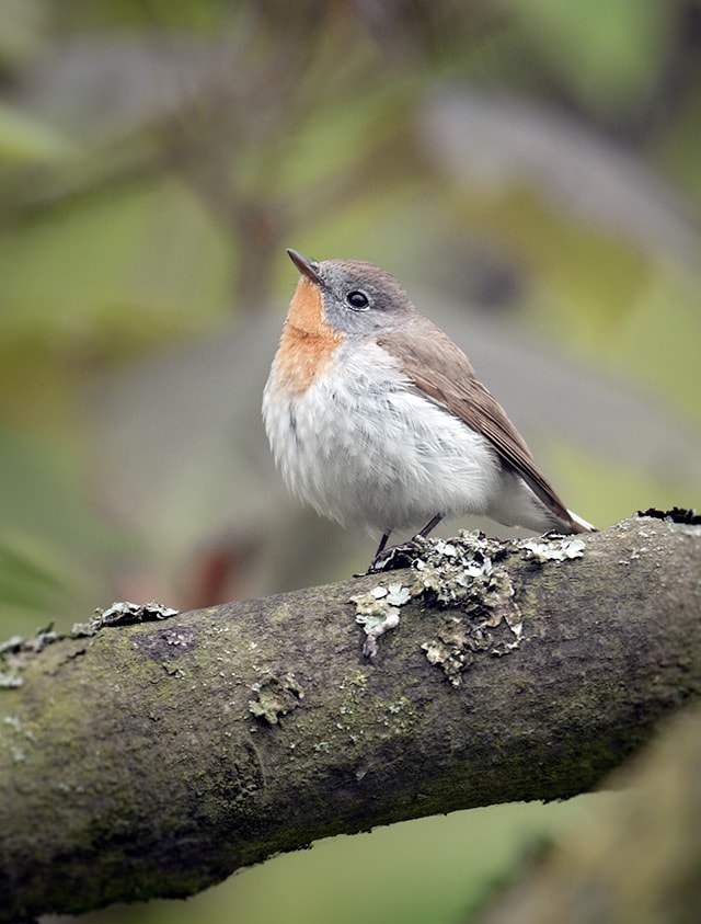 Red-breasted Flycatcher by Major Wildlife - BirdGuides