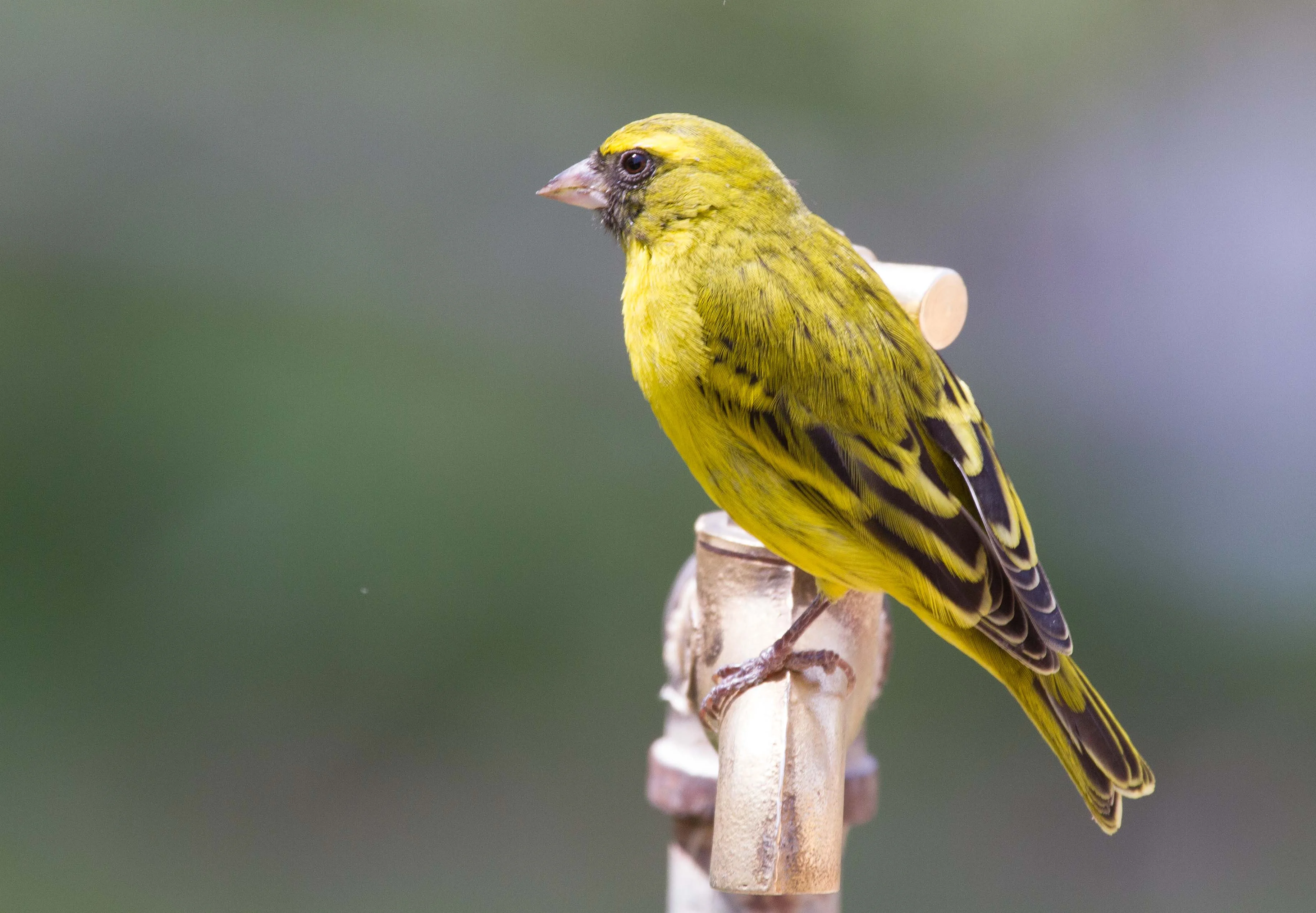 Details : African Citril - BirdGuides