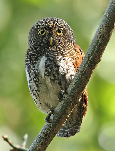 Details : Chestnut-backed Owlet - BirdGuides