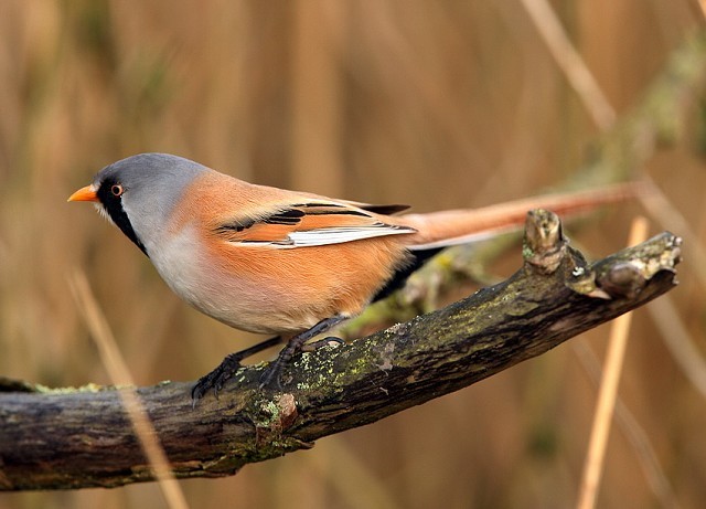 Details : Bearded Tit - BirdGuides