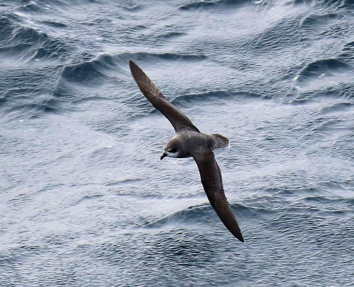 Details : Grey Petrel - BirdGuides