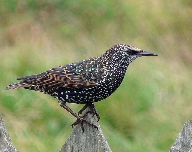 Irish Garden Bird Survey - BirdGuides