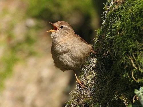 Details : Eurasian Wren - BirdGuides