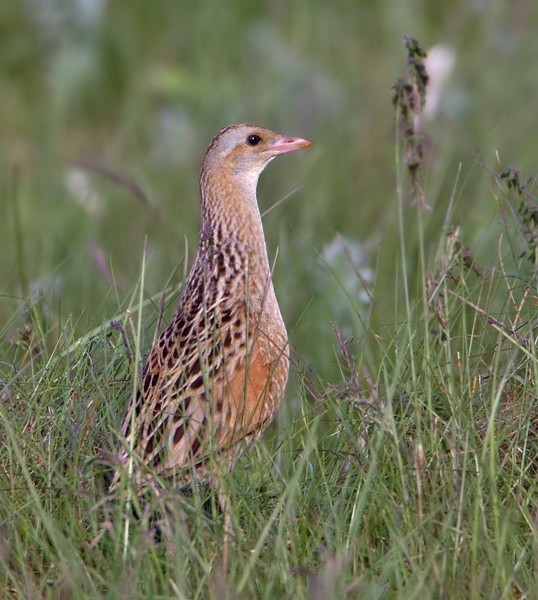 Details : Corncrake - BirdGuides