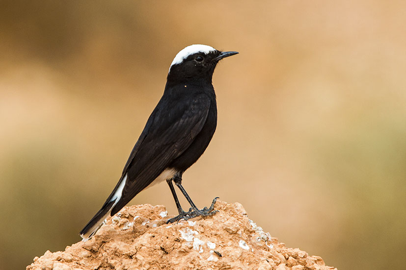 Details : White-crowned Wheatear - BirdGuides