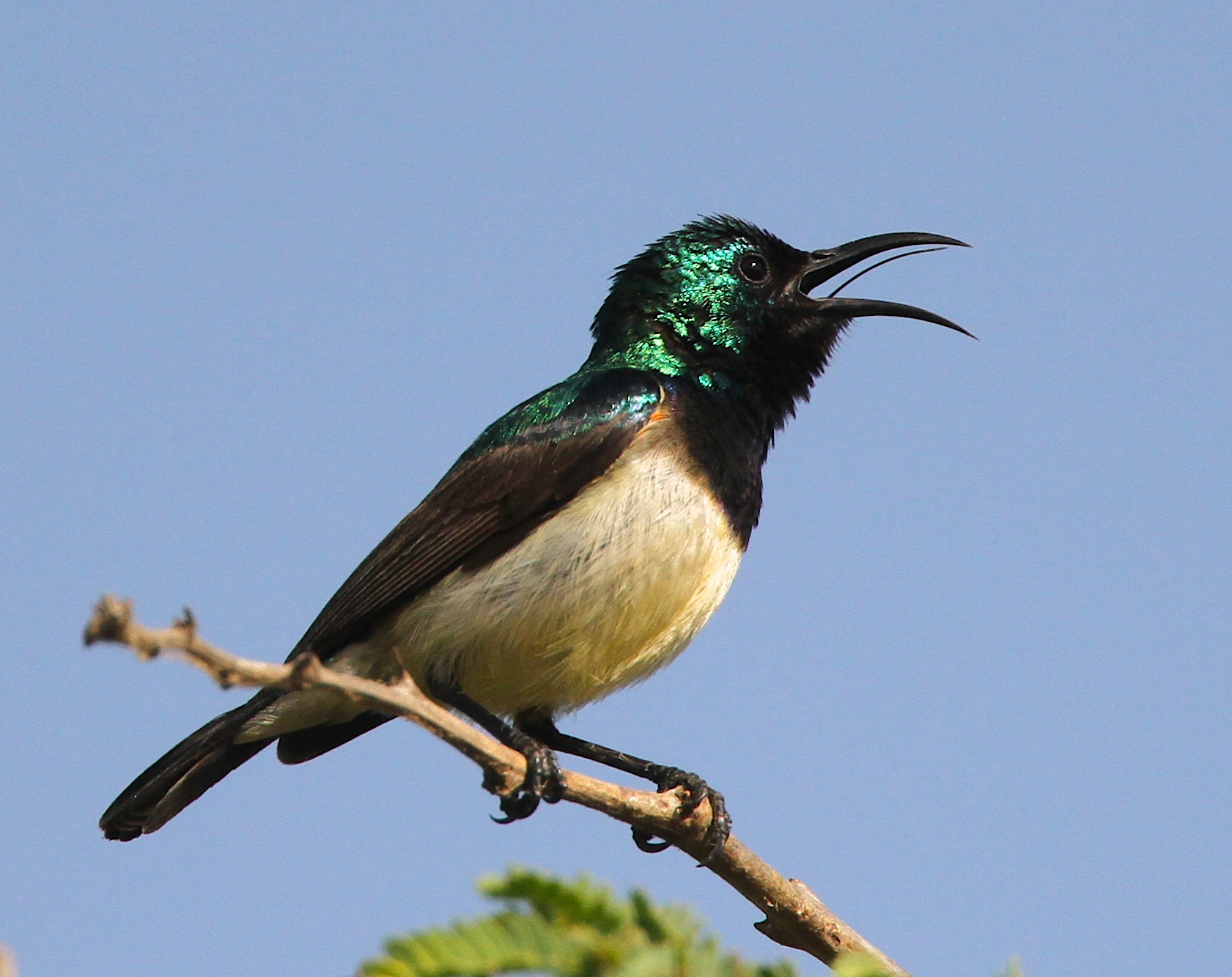 Details : Variable Sunbird - BirdGuides