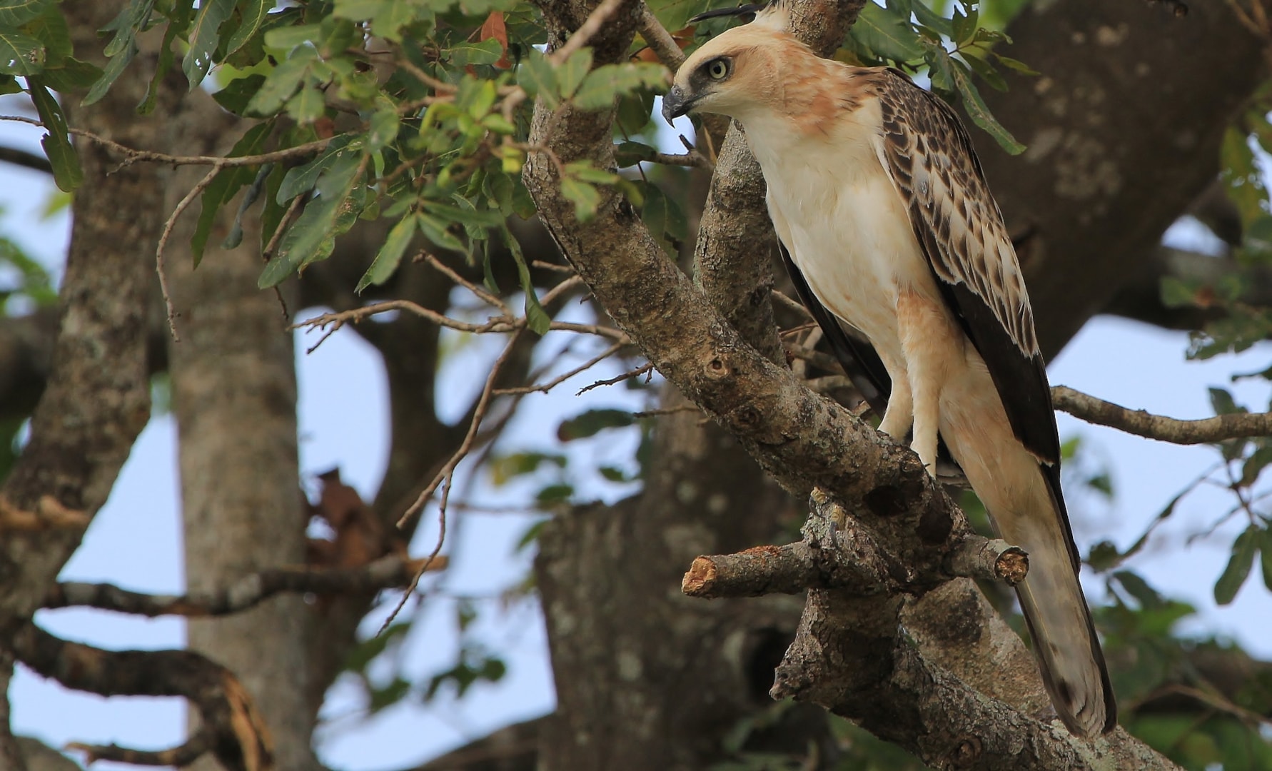 Central Nicobar Serpent Eagle by Richard Collier - BirdGuides