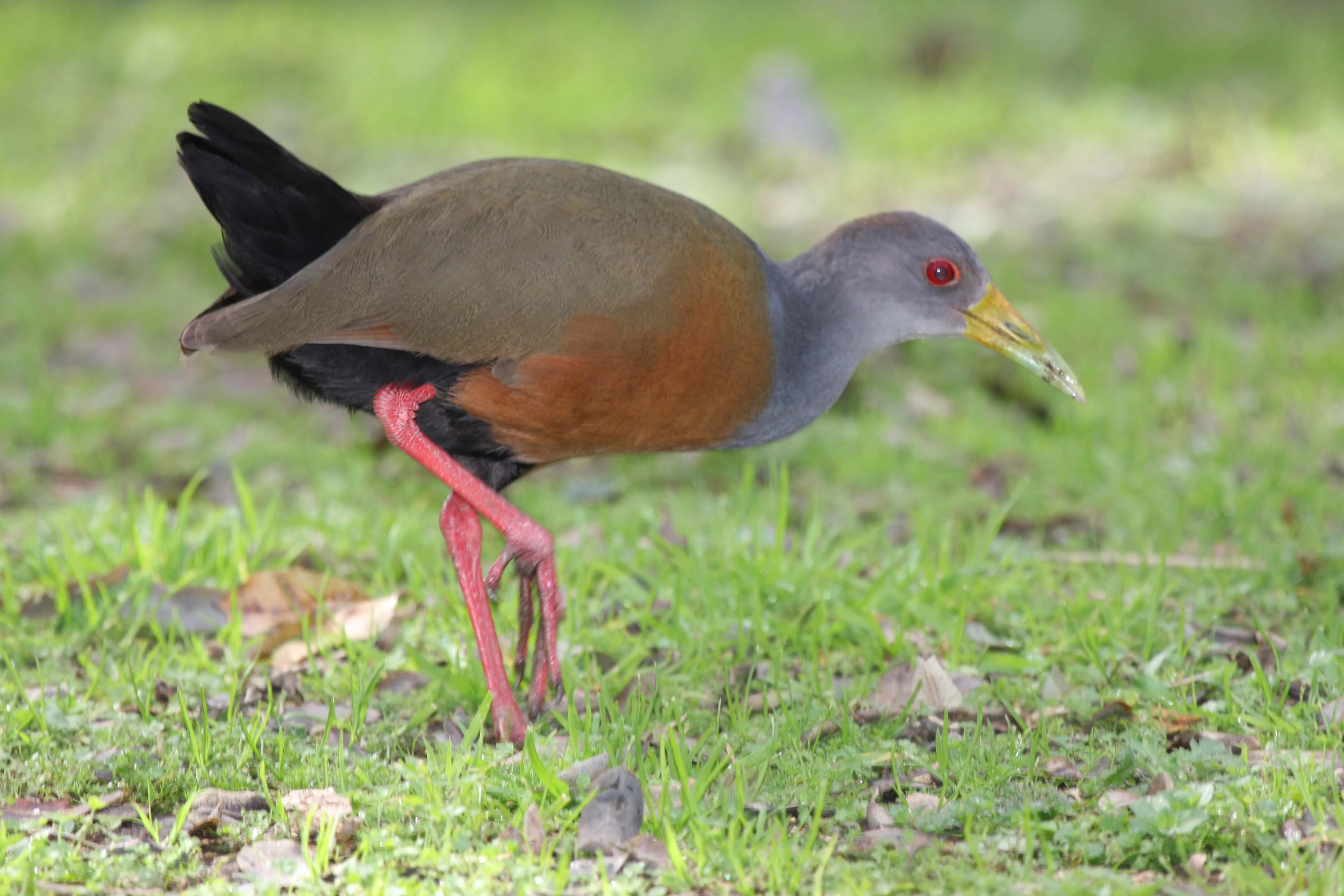 Details : Grey-cowled Wood Rail - BirdGuides