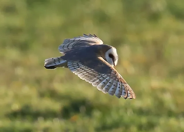 Details : Dark-breasted Barn Owl - BirdGuides