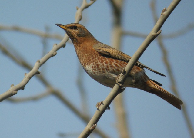Details : Naumann's Thrush - BirdGuides