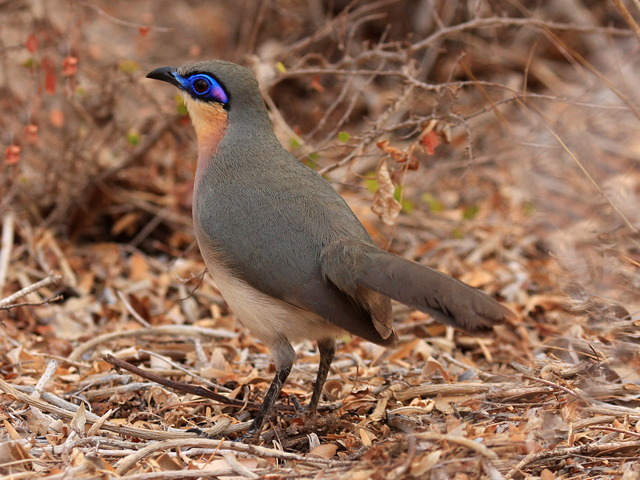 Details : Running Coua - BirdGuides