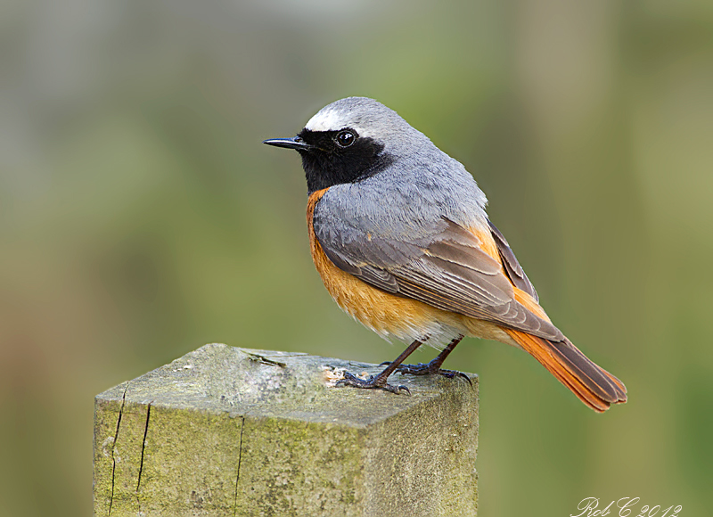 Details : Common Redstart - BirdGuides