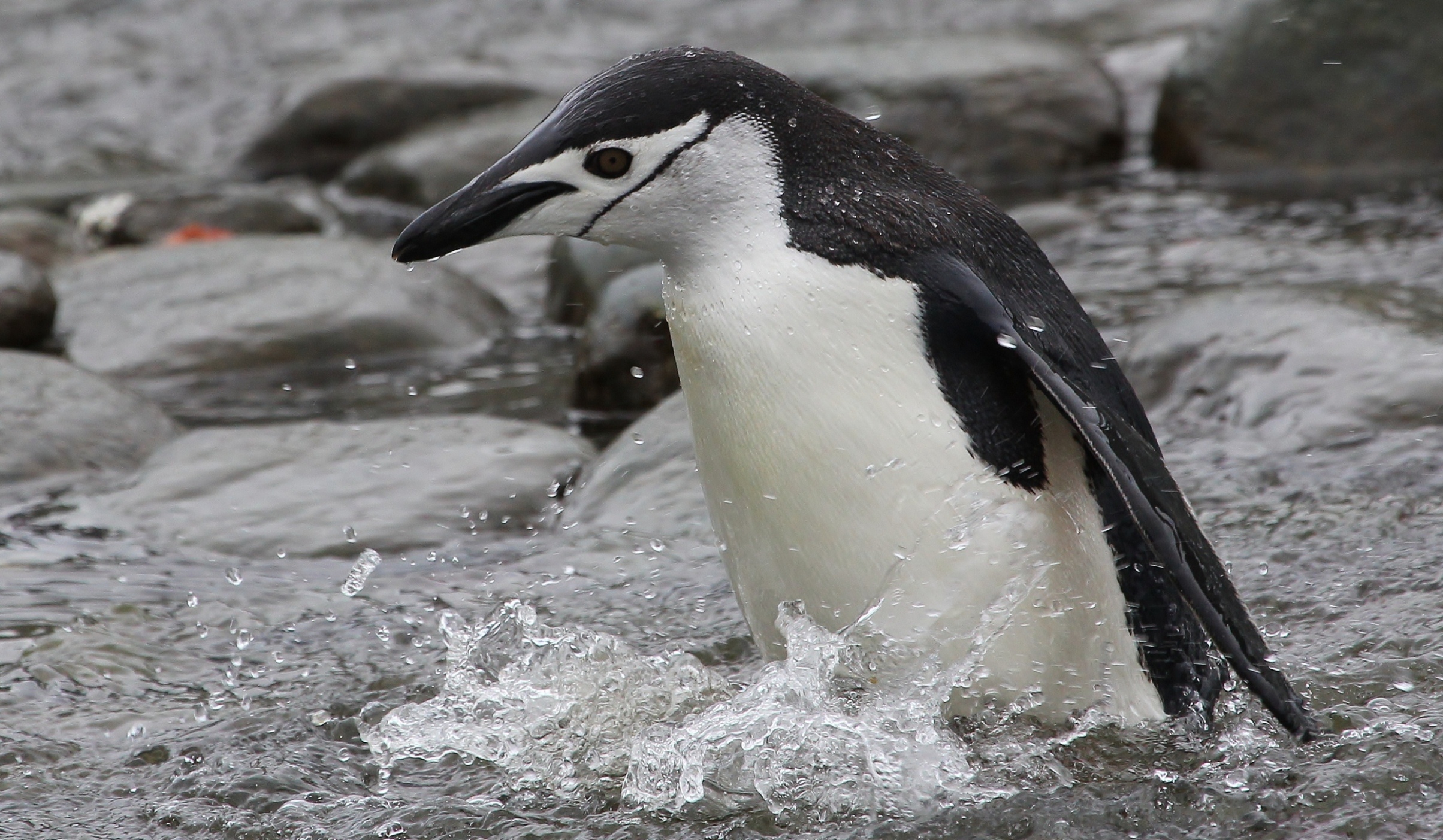 Details : Chinstrap Penguin - BirdGuides