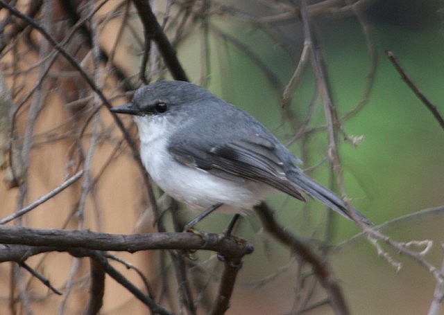 Details : White-breasted Robin - BirdGuides