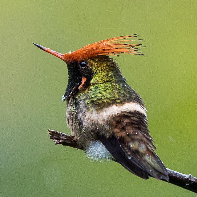 Details : Rufous-crested Coquette - BirdGuides