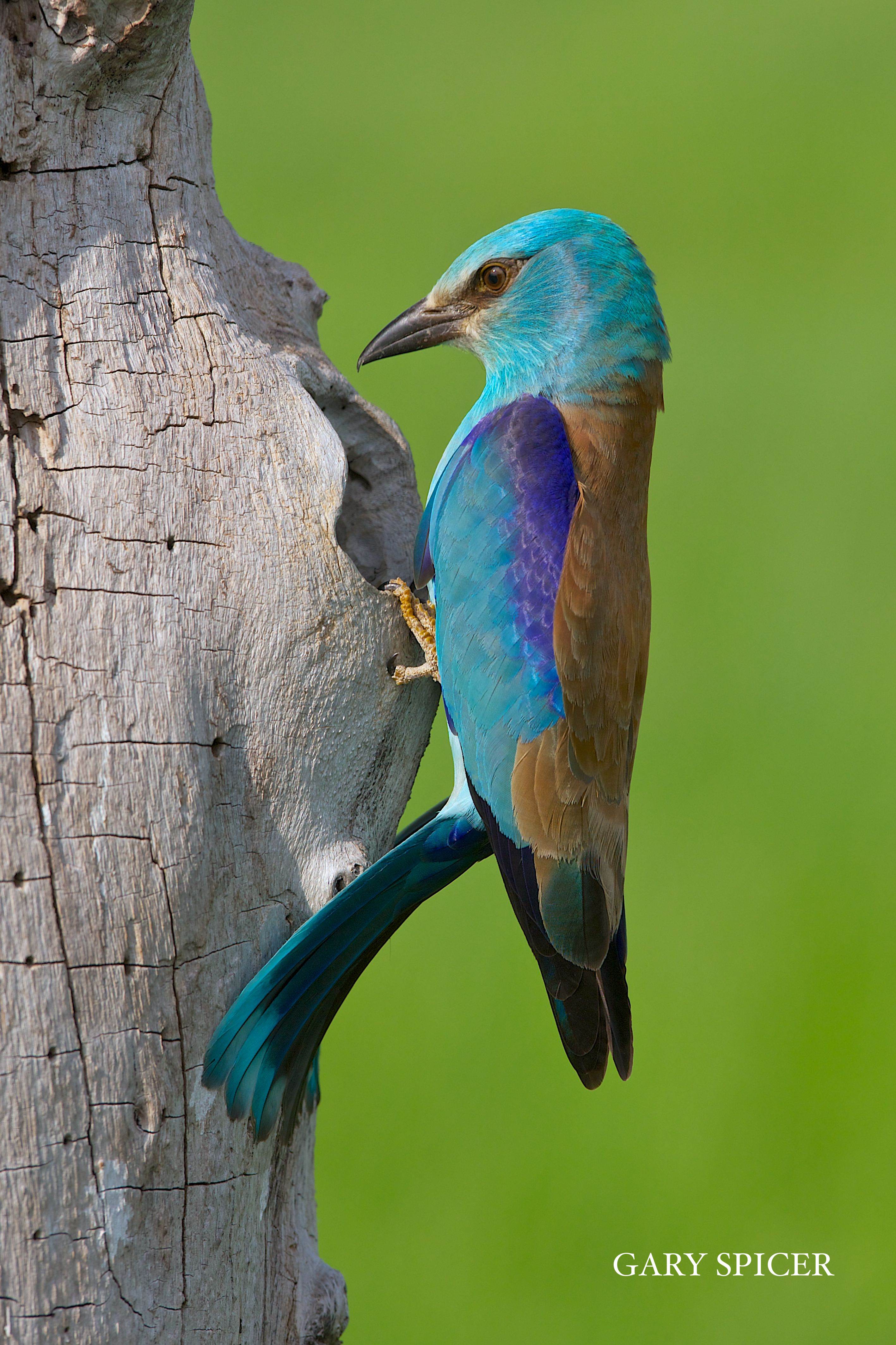 Details : European Roller - BirdGuides