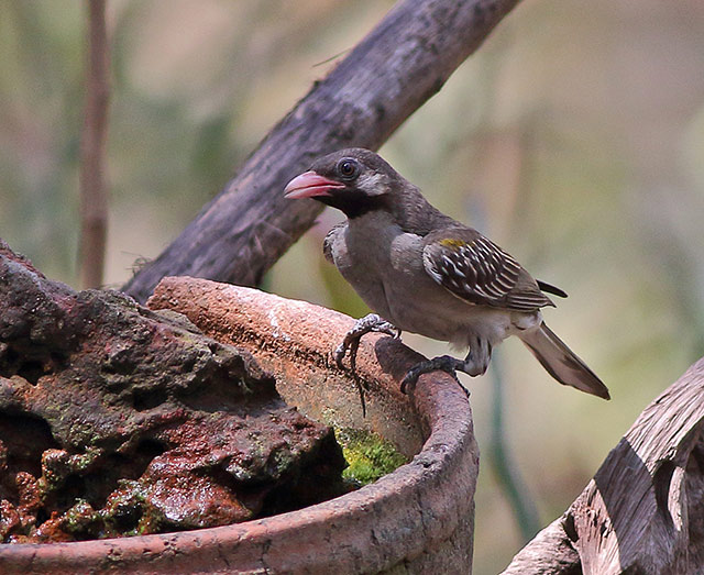 Details : Greater Honeyguide - BirdGuides