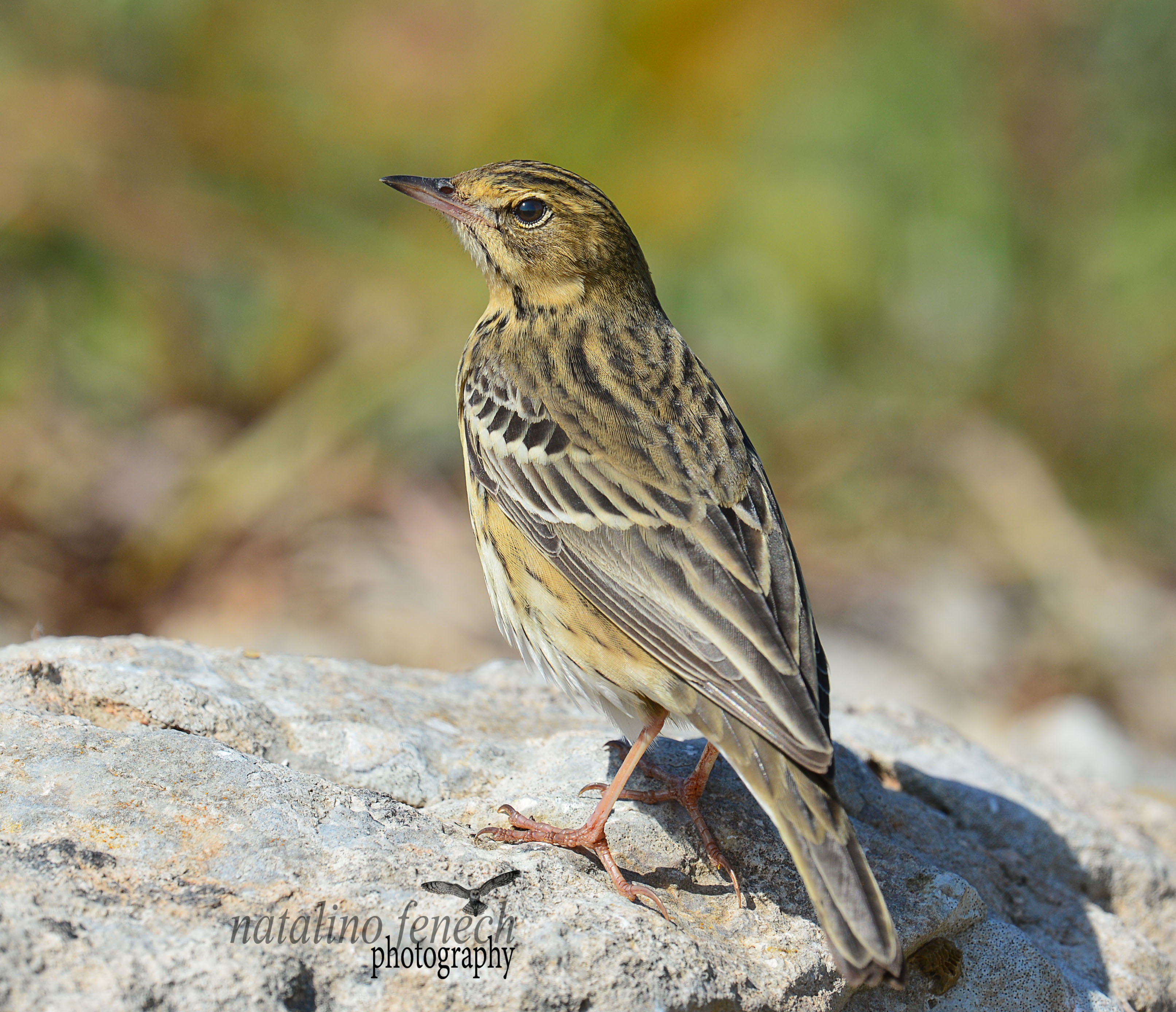 Details : Tree Pipit - BirdGuides