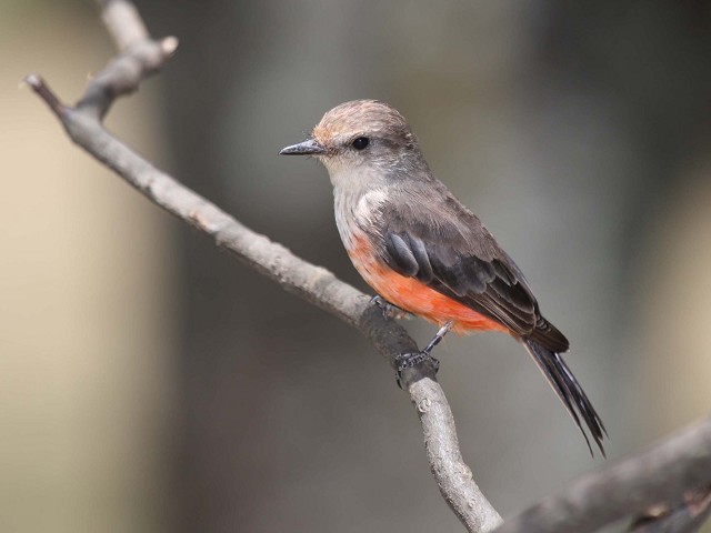 Details : Scarlet Flycatcher - BirdGuides