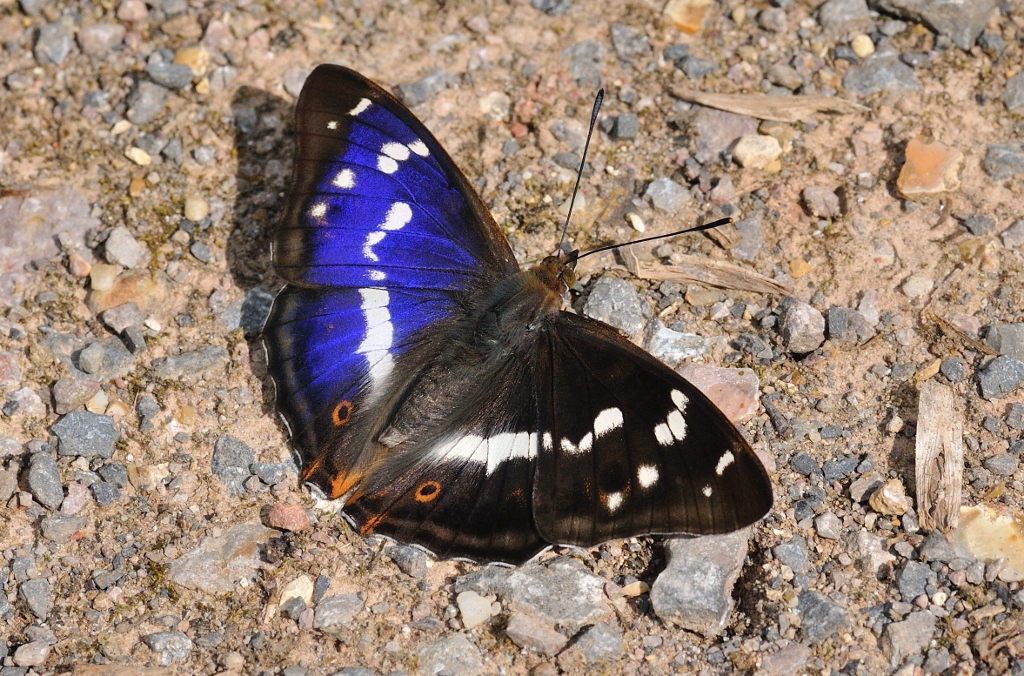 Knepp breaks Purple Emperor record in super butterfly summer - BirdGuides