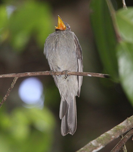 Details : Screaming Piha - BirdGuides