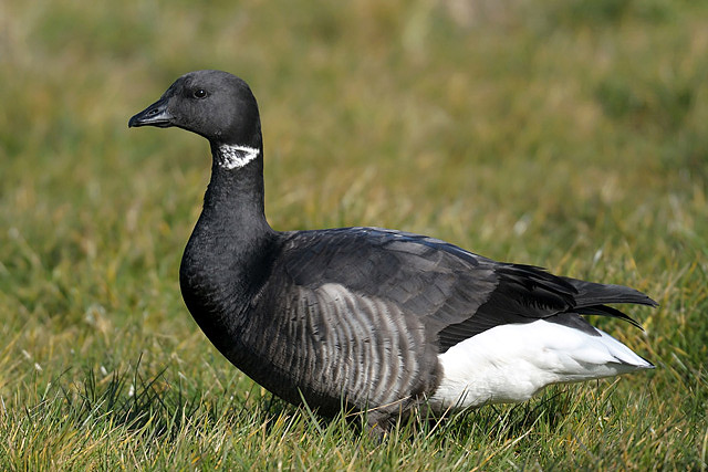 Details : Dark-bellied Brent Goose - BirdGuides